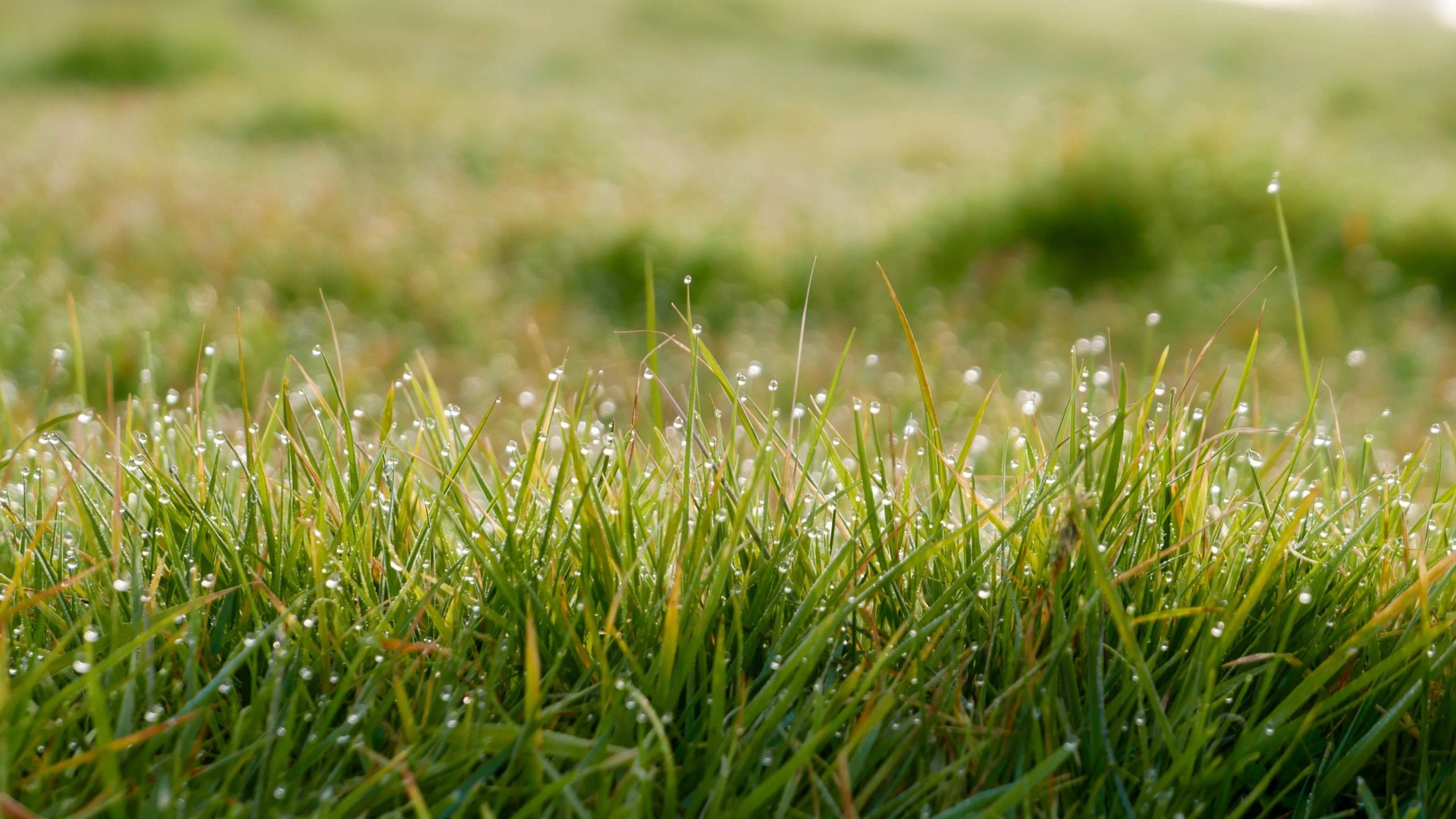 Gazon aanleggen: waar moet ik op letten? - Homeandgarden.nl