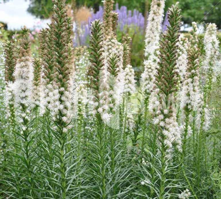 Tip: Vaste planten voor een kleurrijke tuin! - Homeandgarden.nl